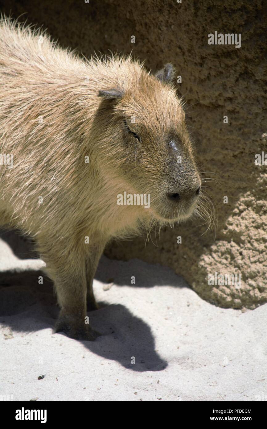 Capybara hydrochoerus hydrochaeris largest hi-res stock photography and ...
