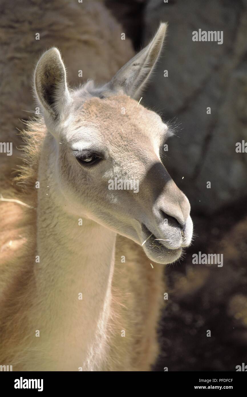 Lama; Lama glama Stock Photo - Alamy