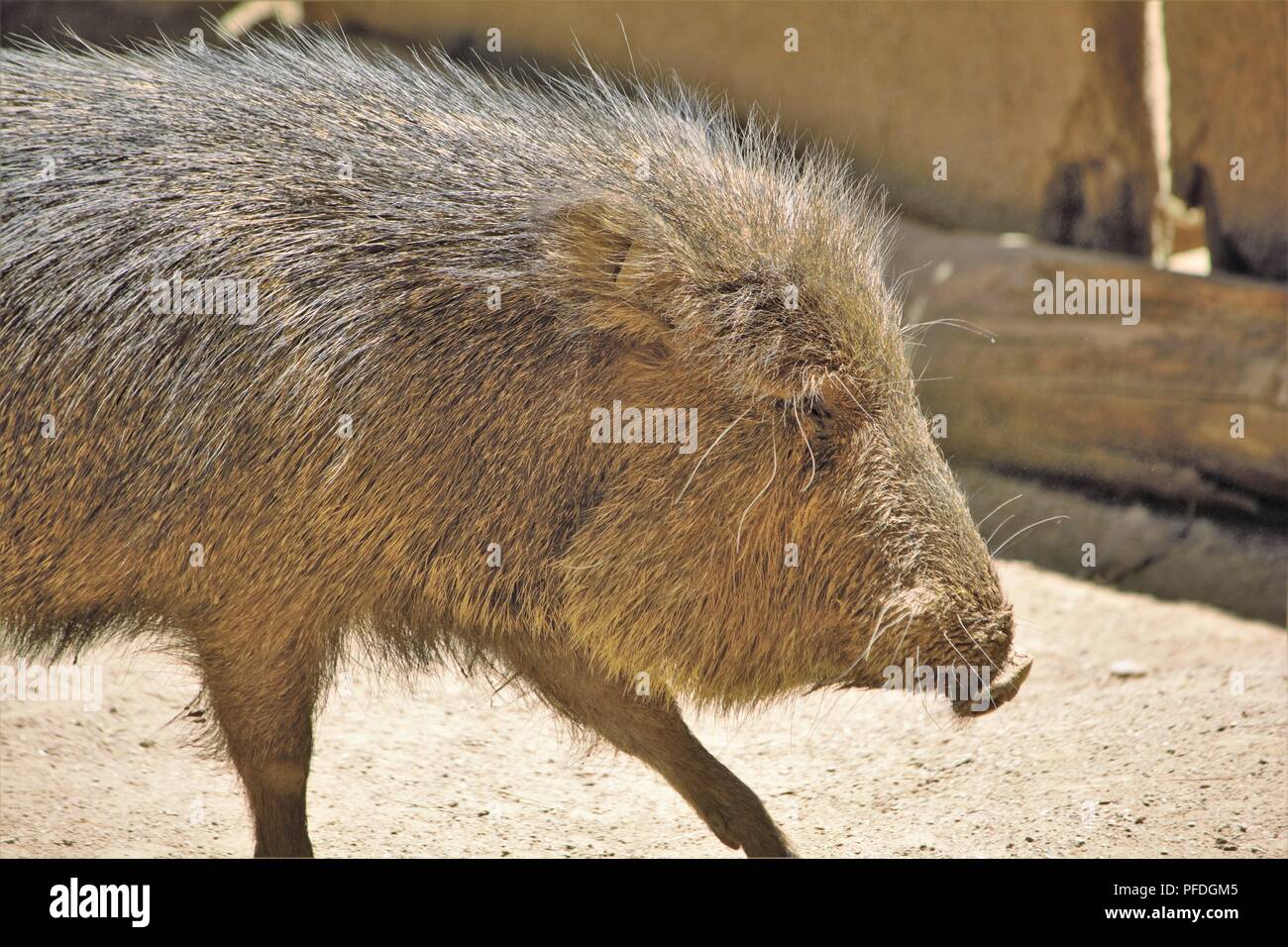 Wagneri hi-res stock photography and images - Alamy