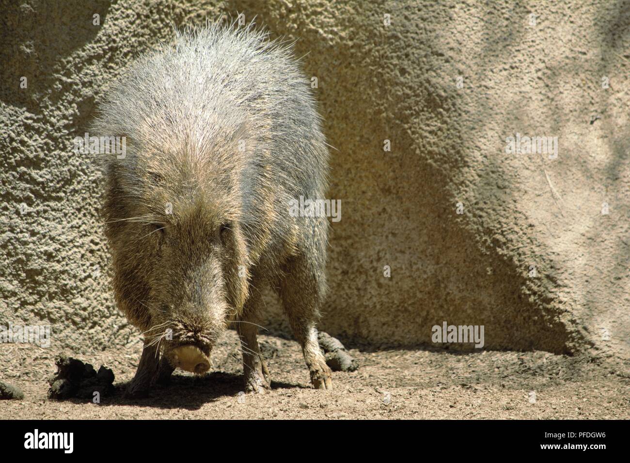 Chacoan peccary, hi-res stock photography and images - Alamy
