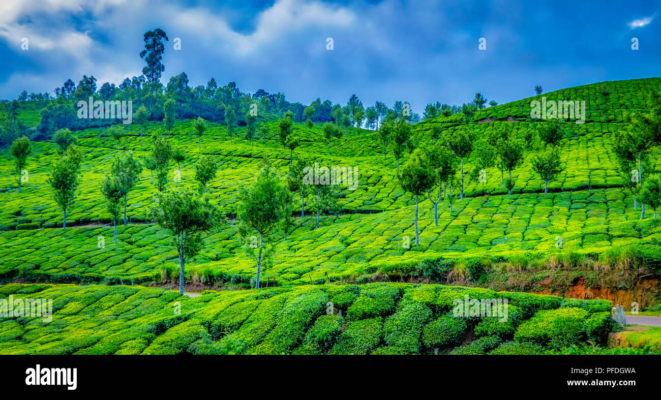 Panorama view munnar garden hi-res stock photography and images - Alamy