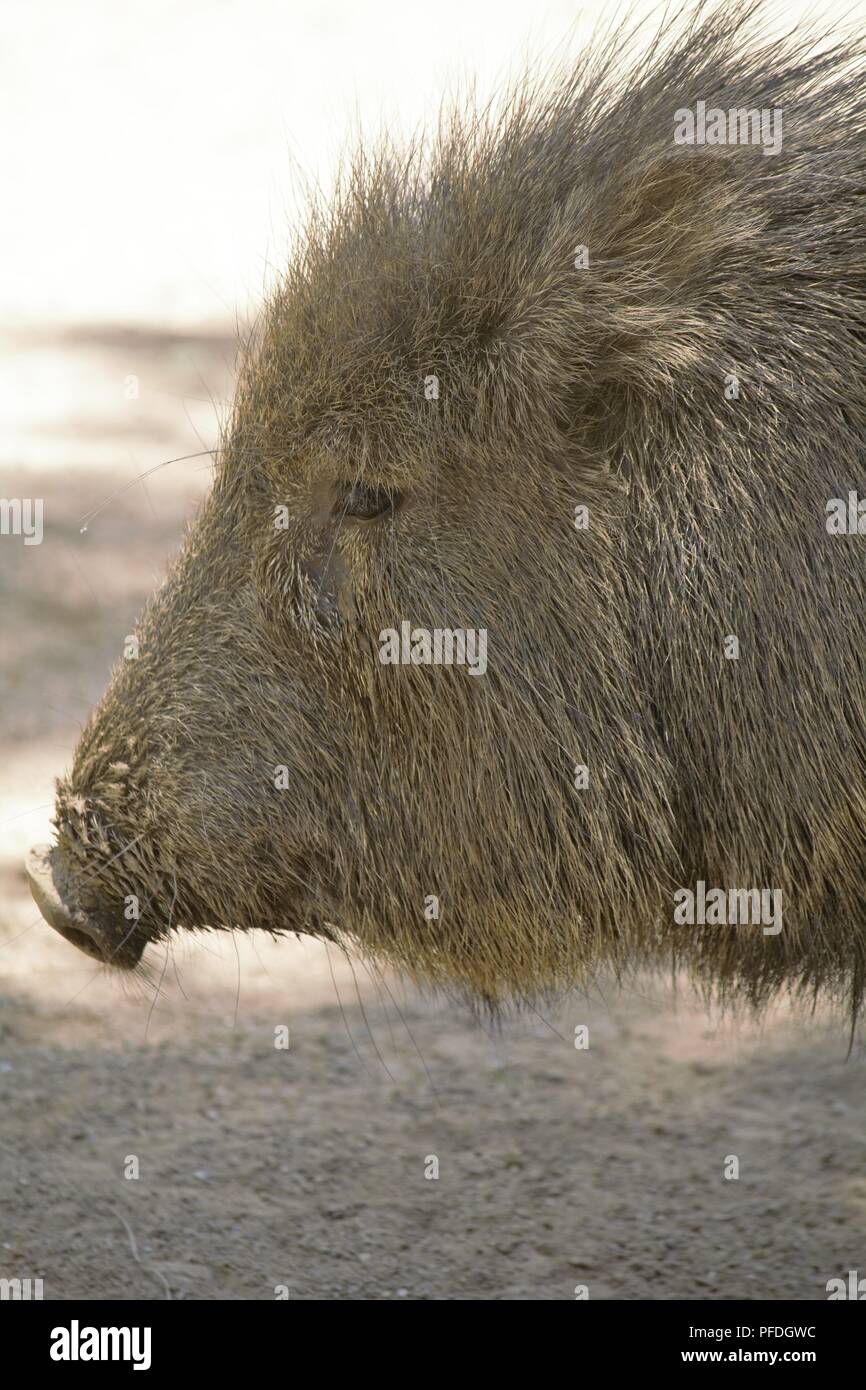 Wagneri hi-res stock photography and images - Alamy