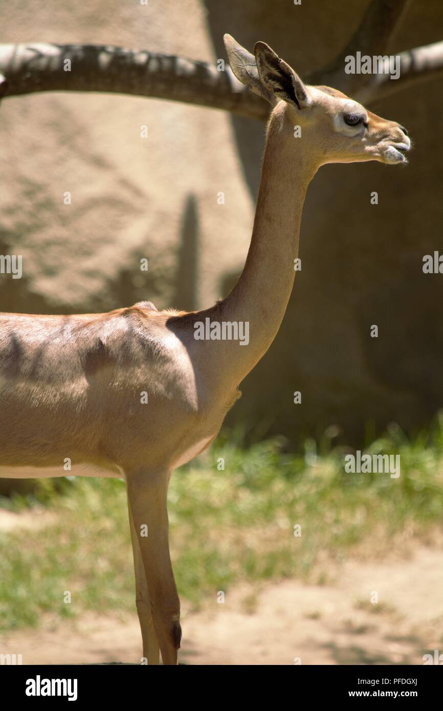 Long neck of deer hi-res stock photography and images - Alamy