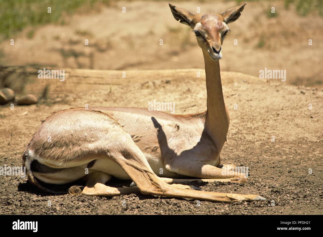 Long neck deer hi-res stock photography and images - Alamy
