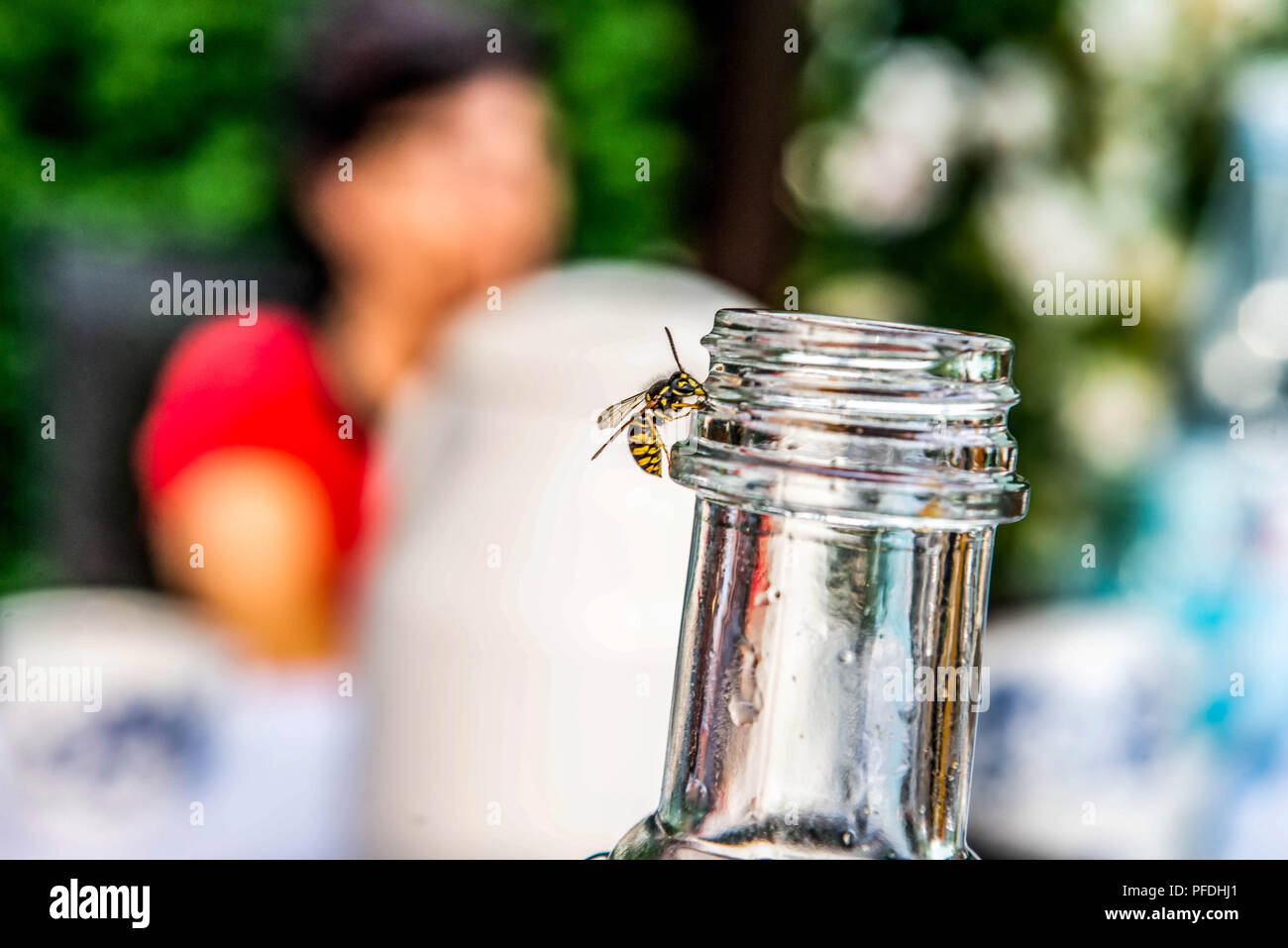 close up of Wasp on empty bottle. Drinking theme. Insect in summer ...