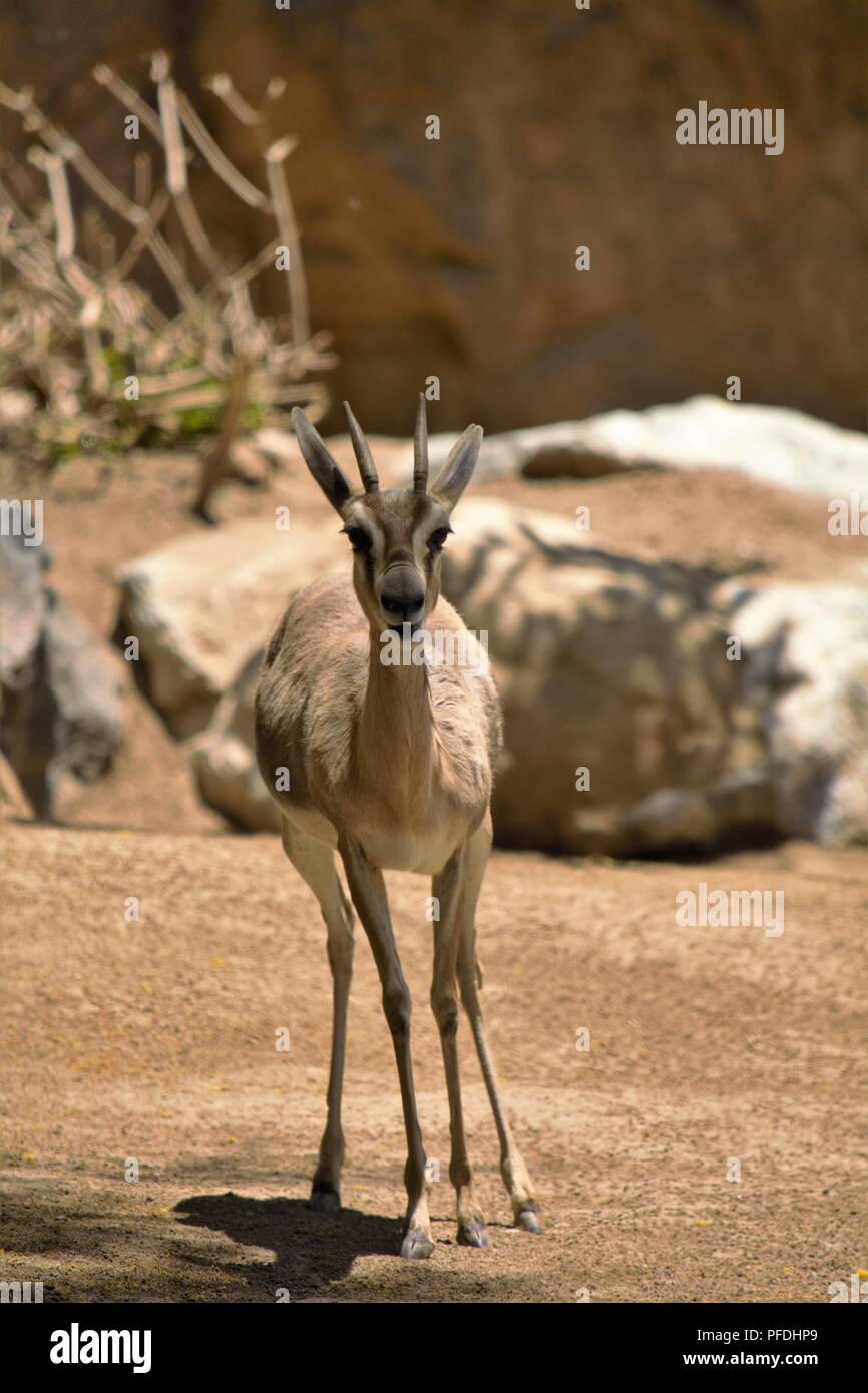 Small gazelle hi-res stock photography and images - Alamy