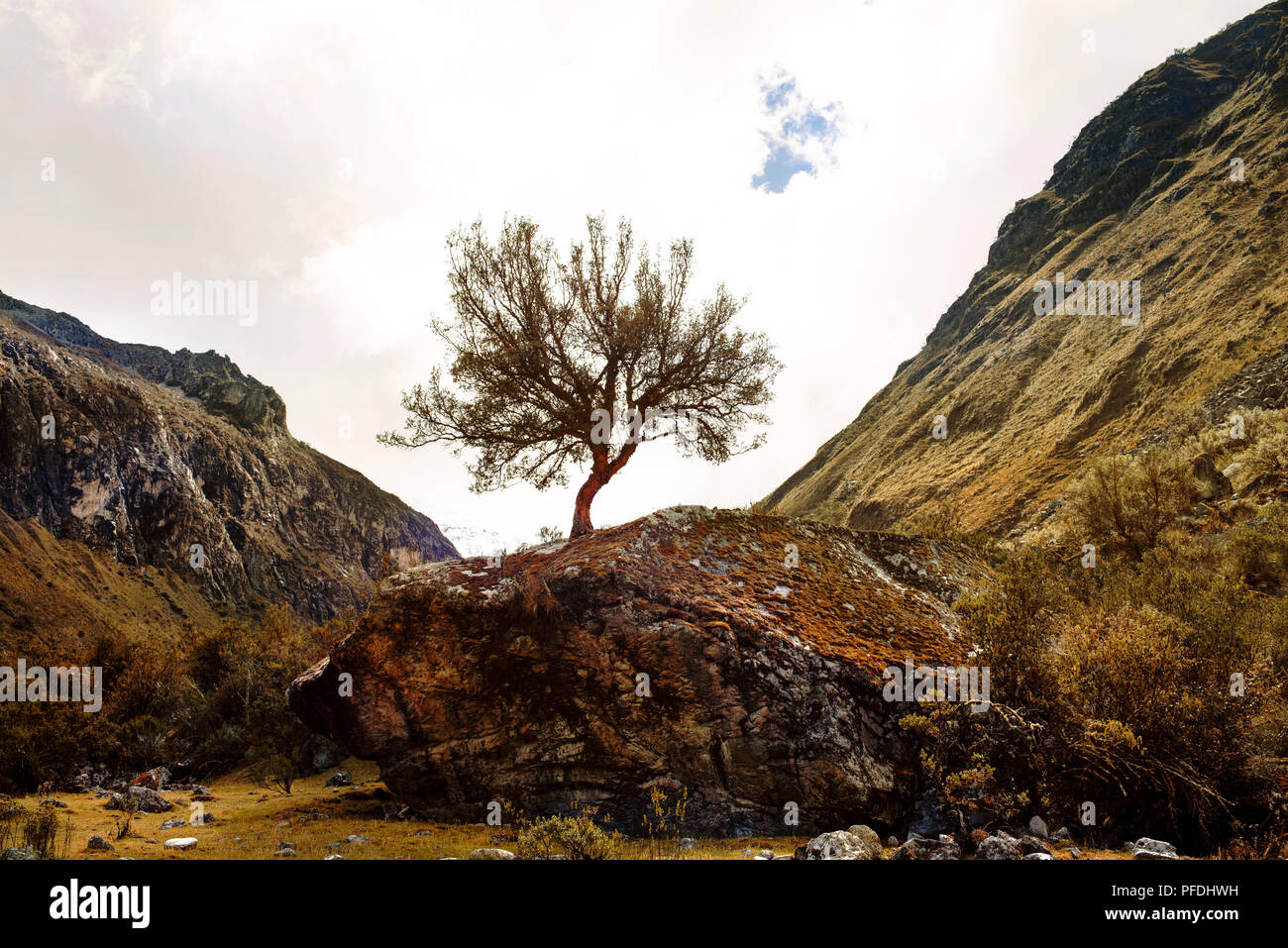 Paperbark tree growing out of rock in Huascaran National Park (Laguna ...