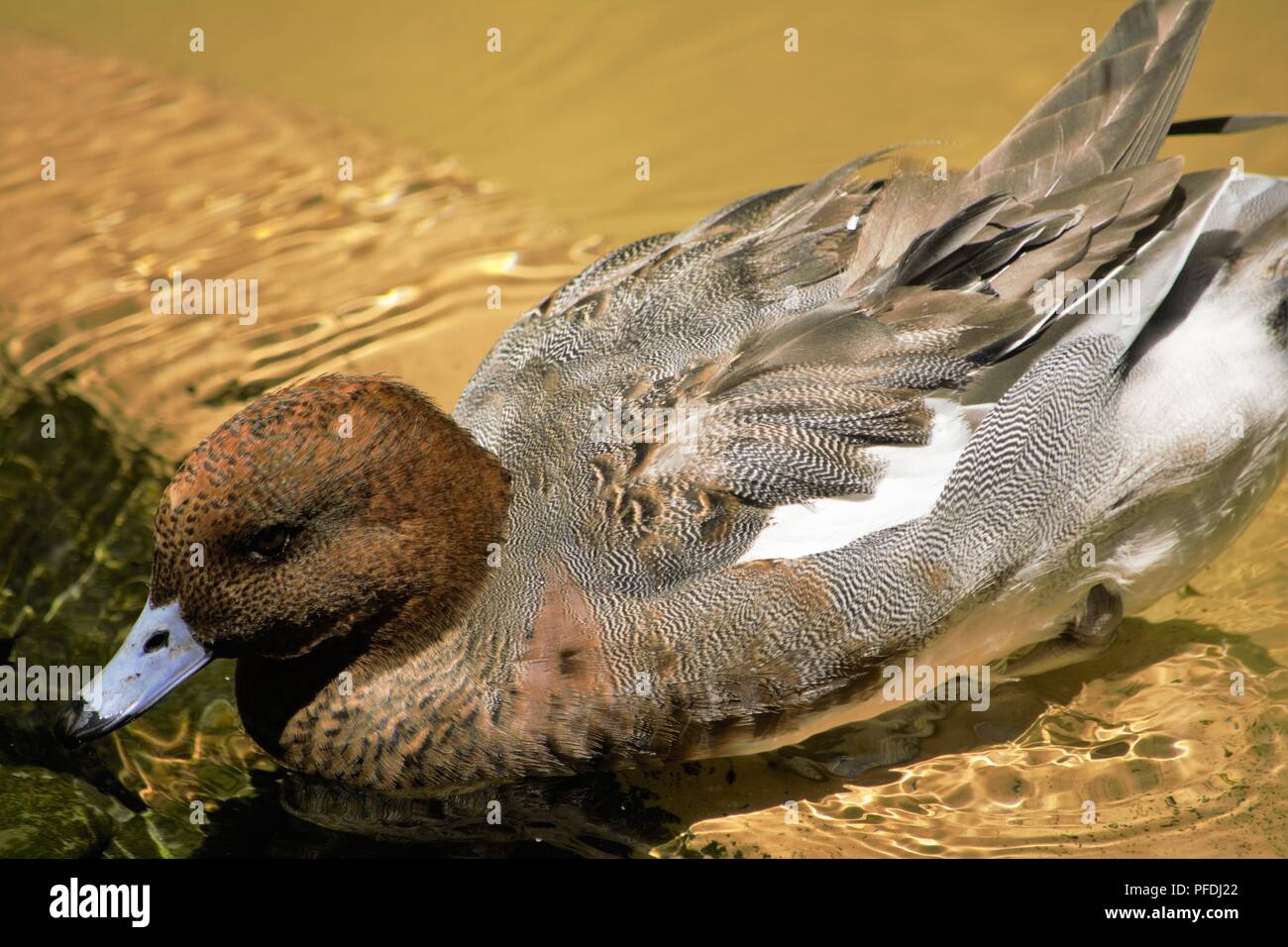 redhead; Aythya americana Stock Photo - Alamy