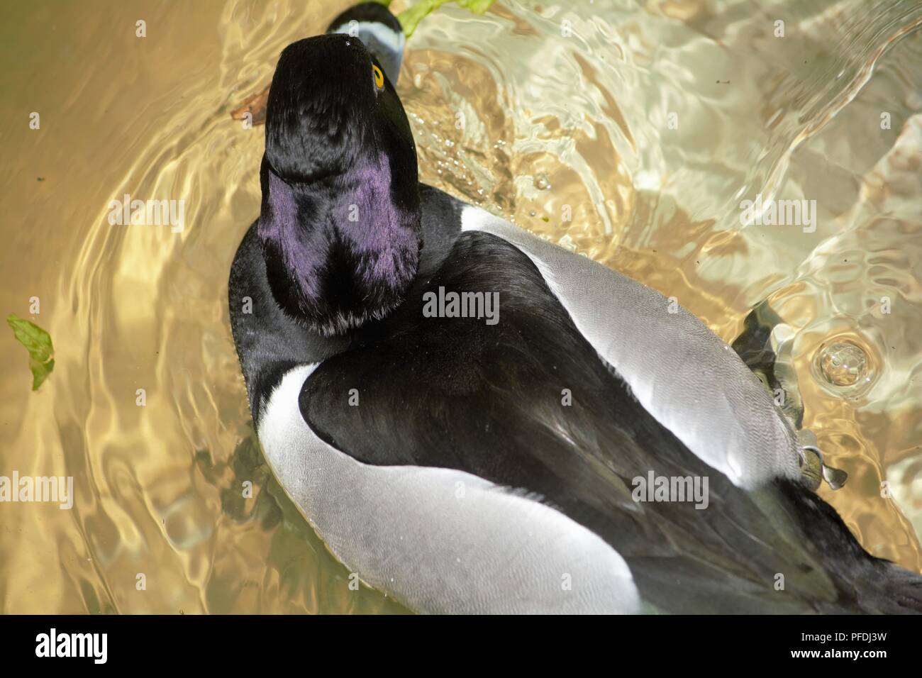 Scaup Drake; Aythya marila Stock Photo - Alamy