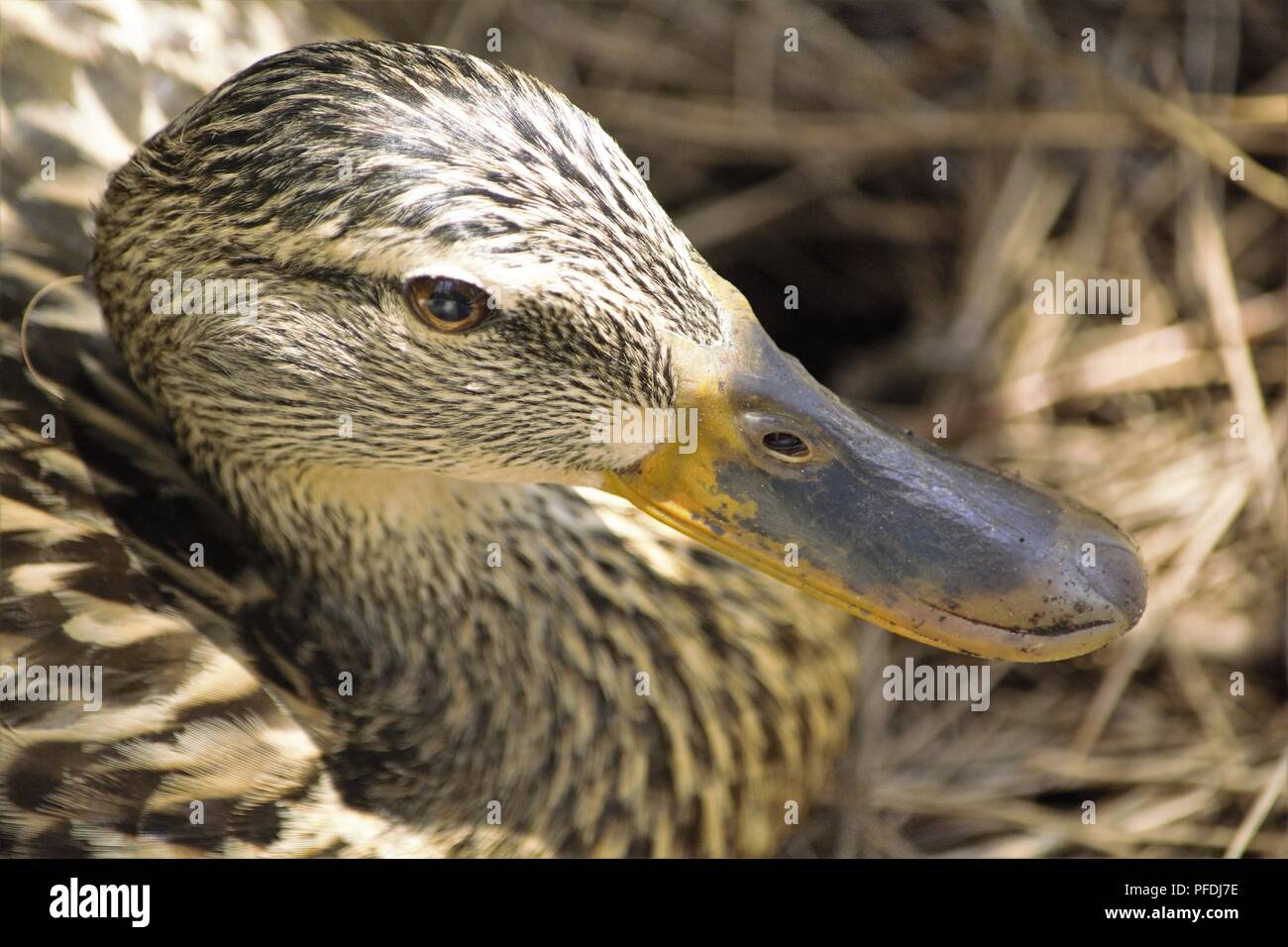 Anas platyrhynchos; Hen Mallard duck Stock Photo - Alamy