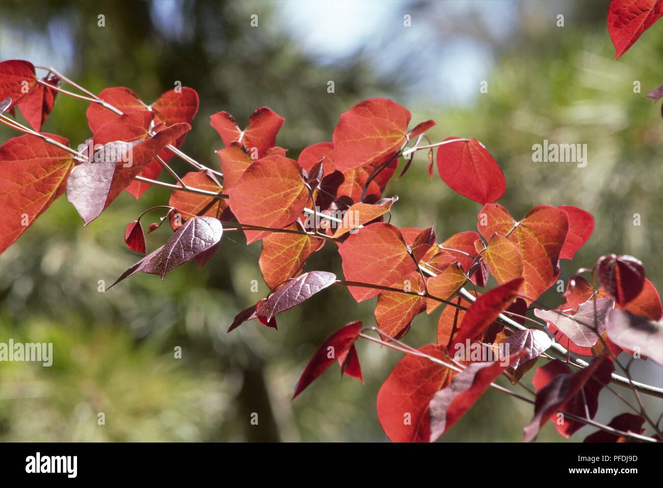 Cercis canadensis forest pansy hi-res stock photography and images - Alamy