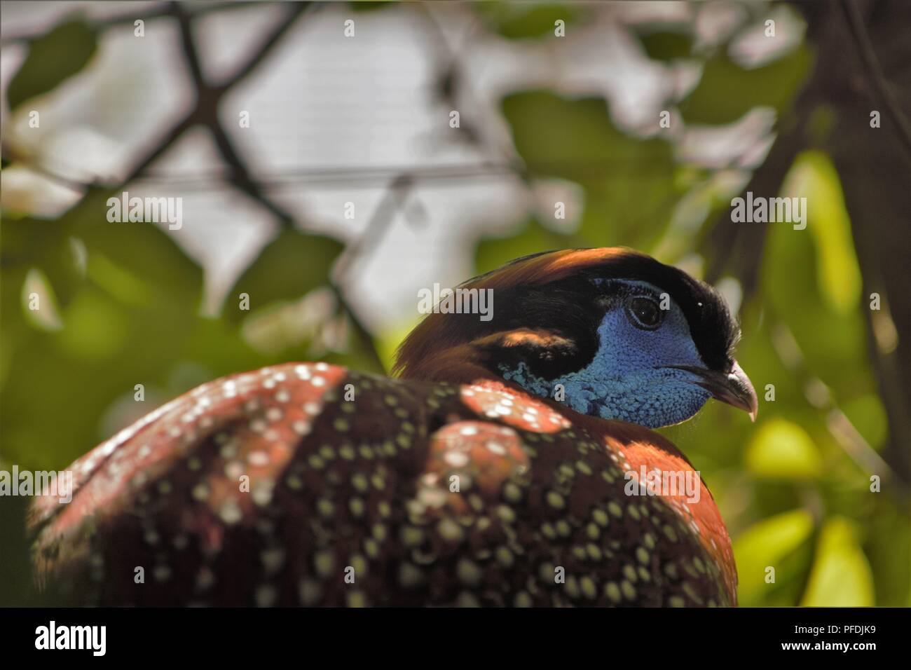 Temminck's tragopan;Tragopan temminckii Stock Photo - Alamy