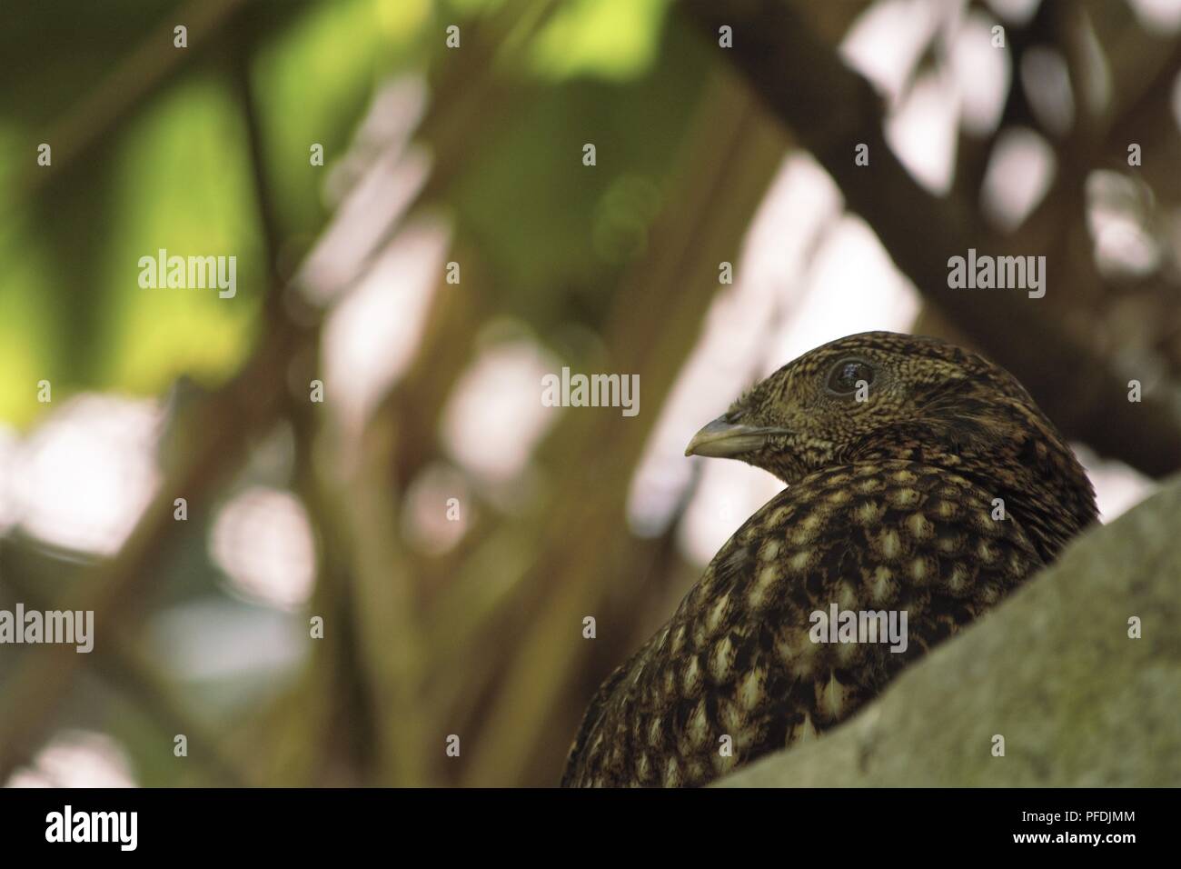 Temminck's tragopan;Tragopan temminckii Stock Photo - Alamy