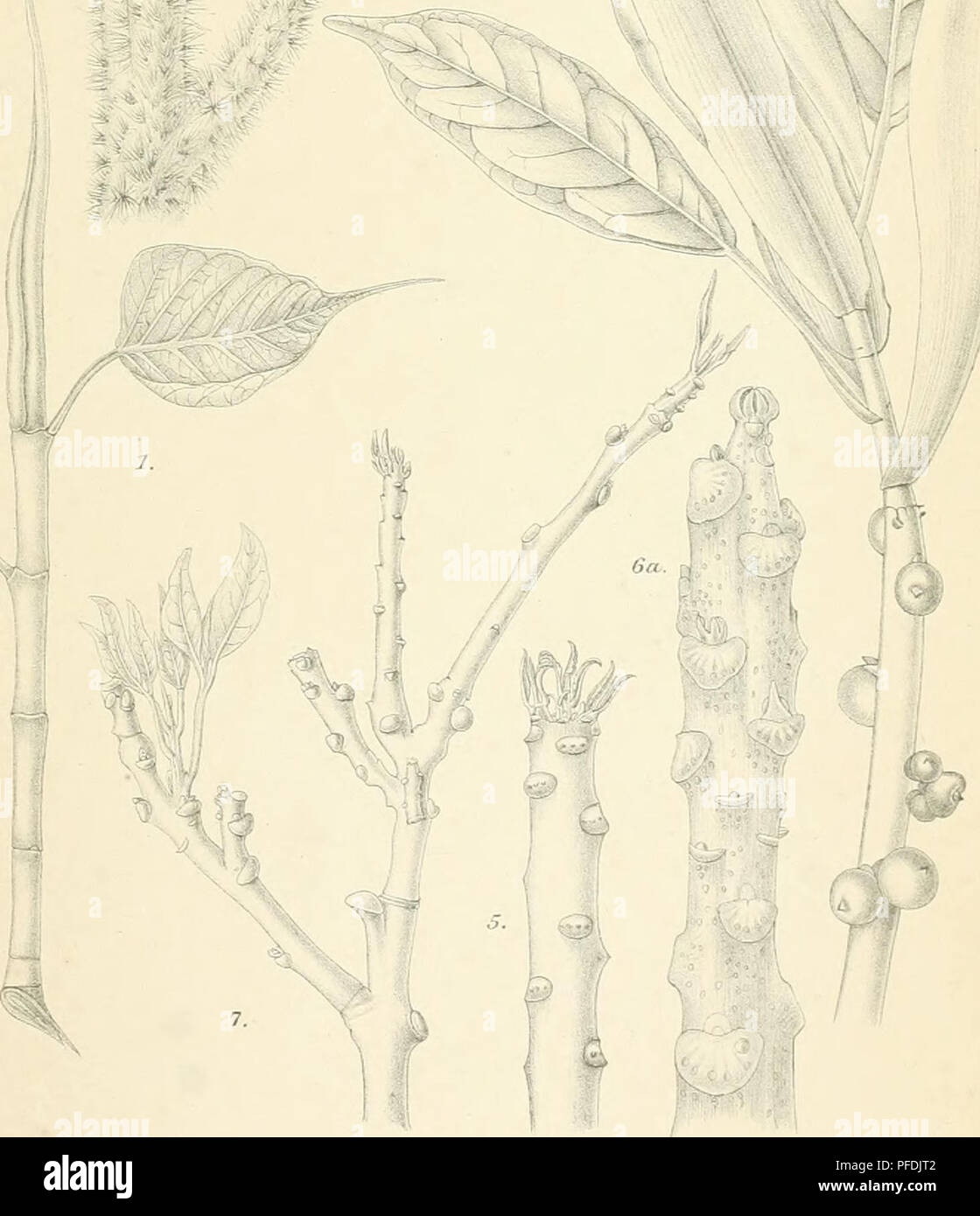 Study of how tropical climate influences plant tissue structure, based ...