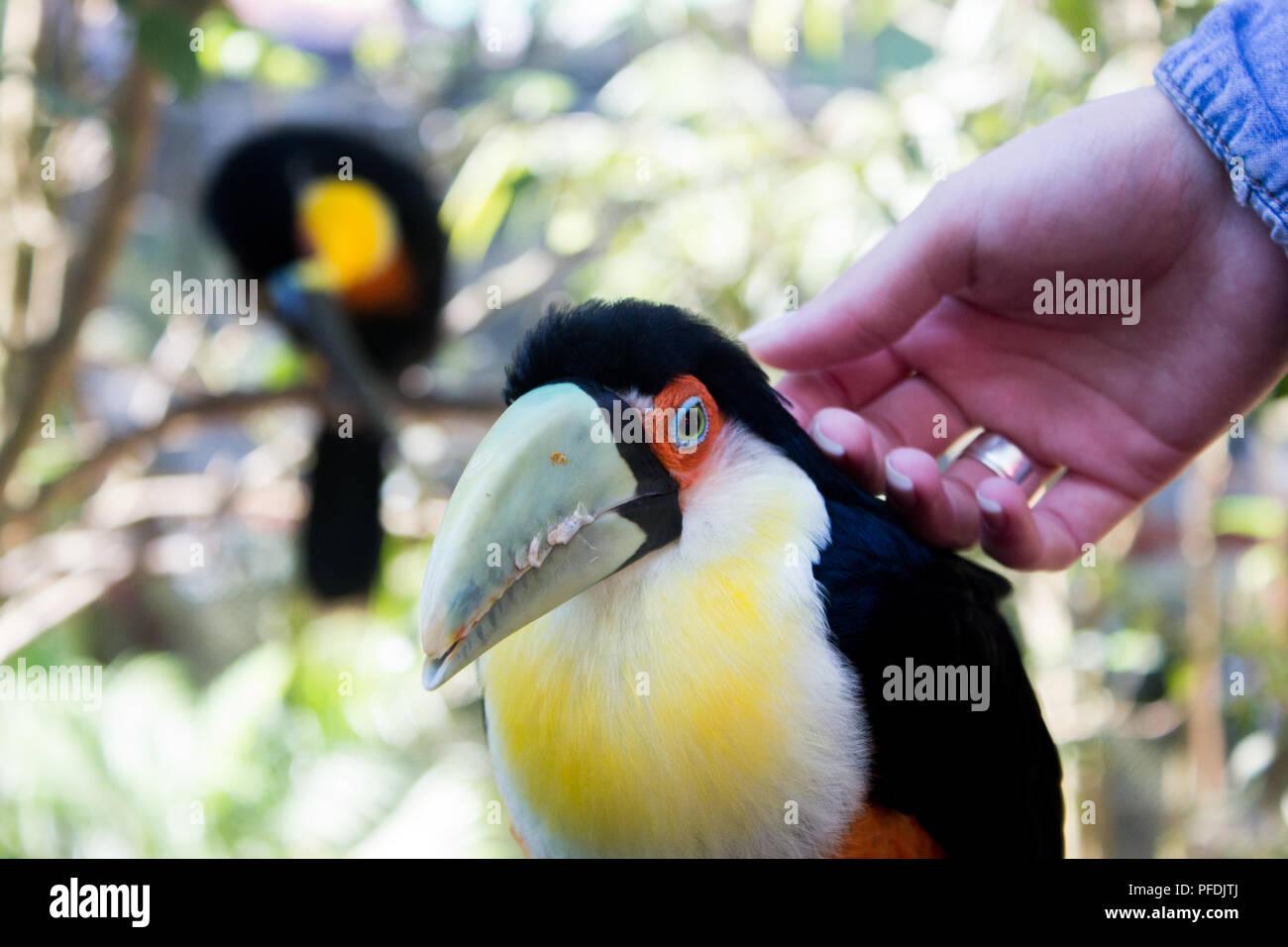 Toucan animal life Stock Photo - Alamy
