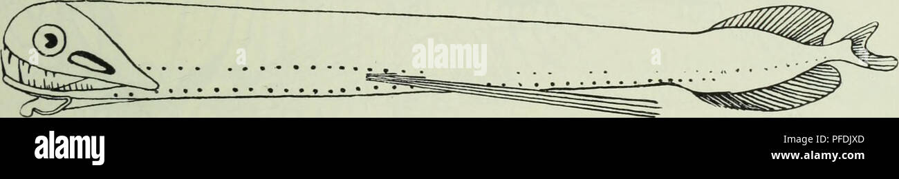 Stomiatidae hi-res stock photography and images - Alamy