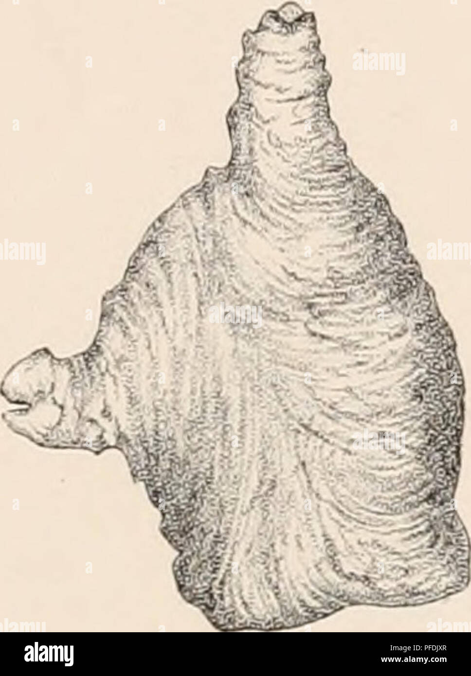 The *Descriptive Catalogue of the Tunicata* offers a comprehensive ...