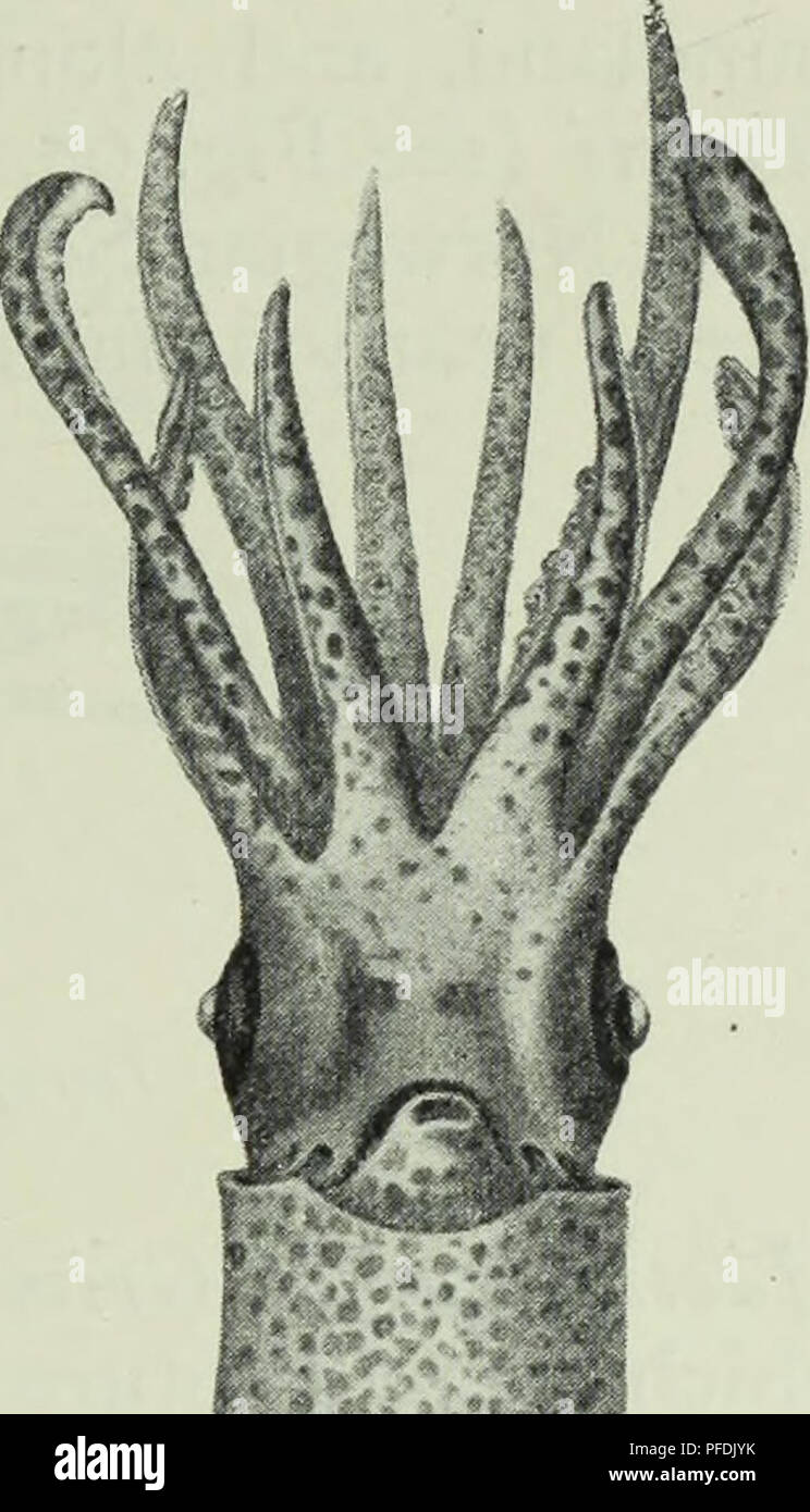 Enoploteuthidae hi-res stock photography and images - Alamy