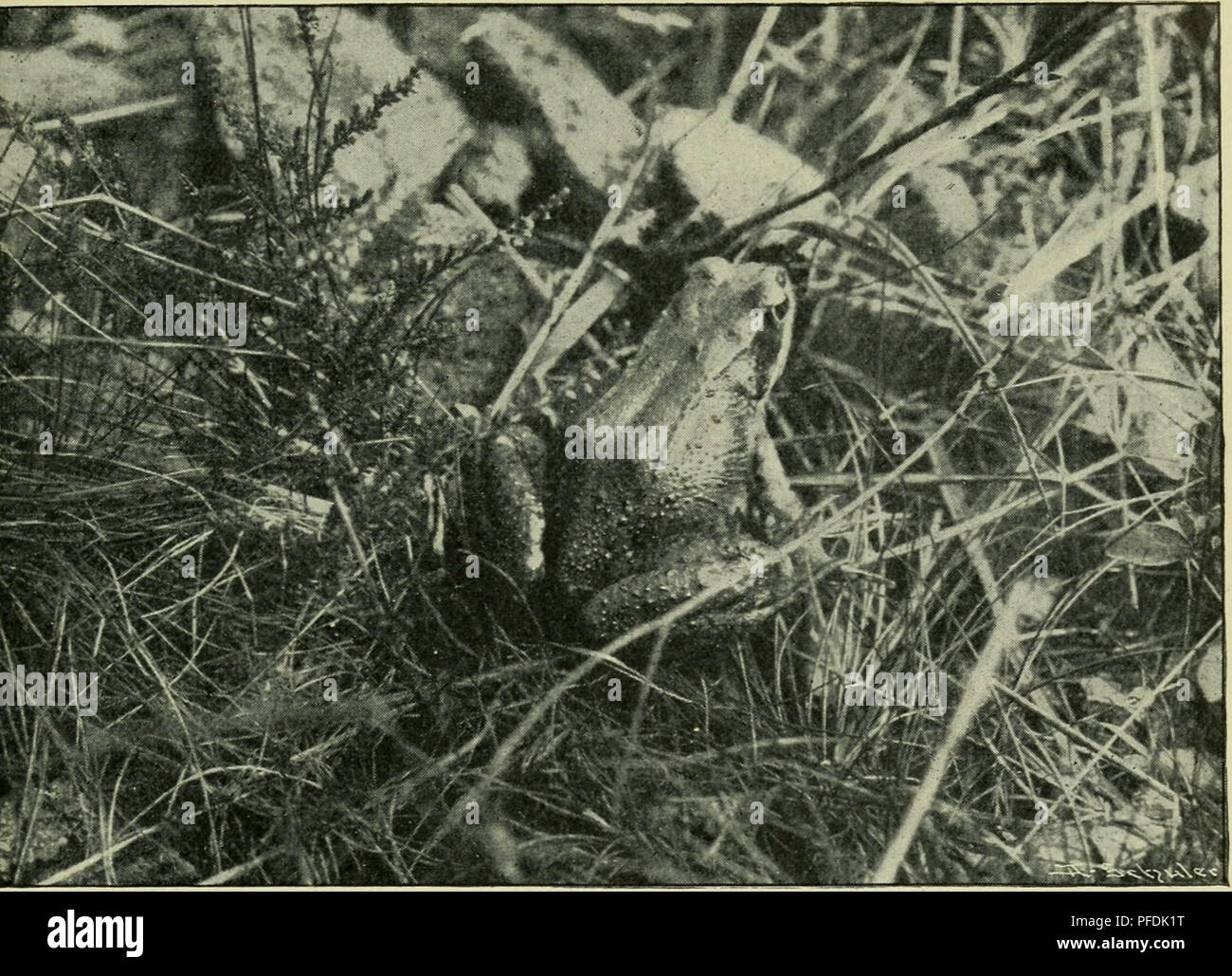 This image shows the Grass Frog (Rana agilis), also known as the Spring ...