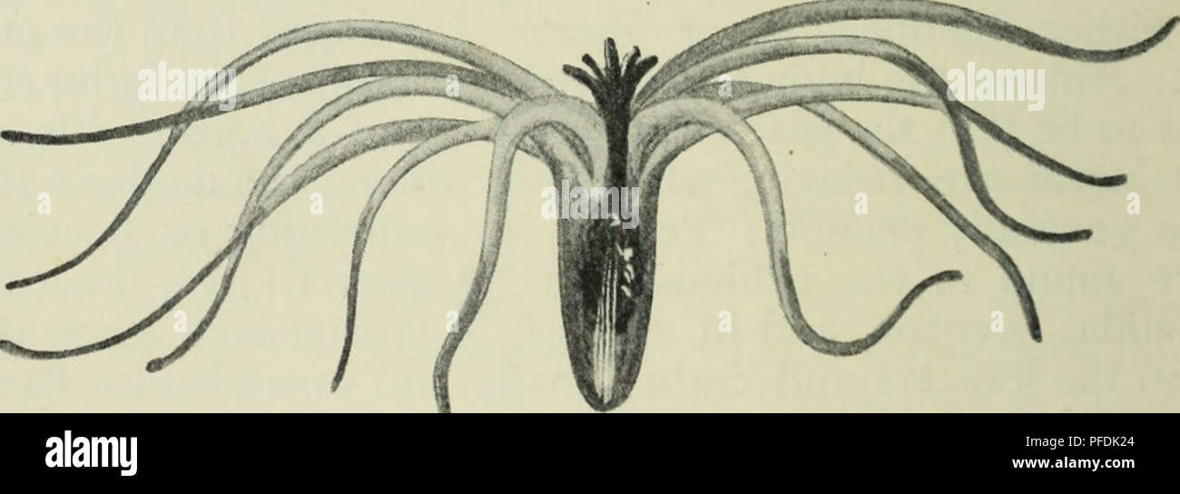 Muller cells hi-res stock photography and images - Alamy