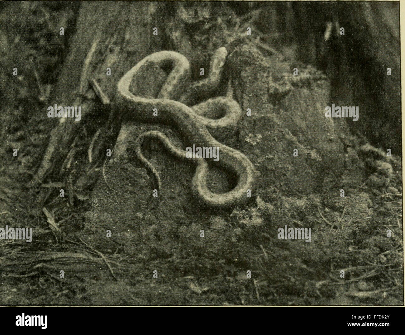 The image depicts the Coronella austriaca, also known as the smooth ...