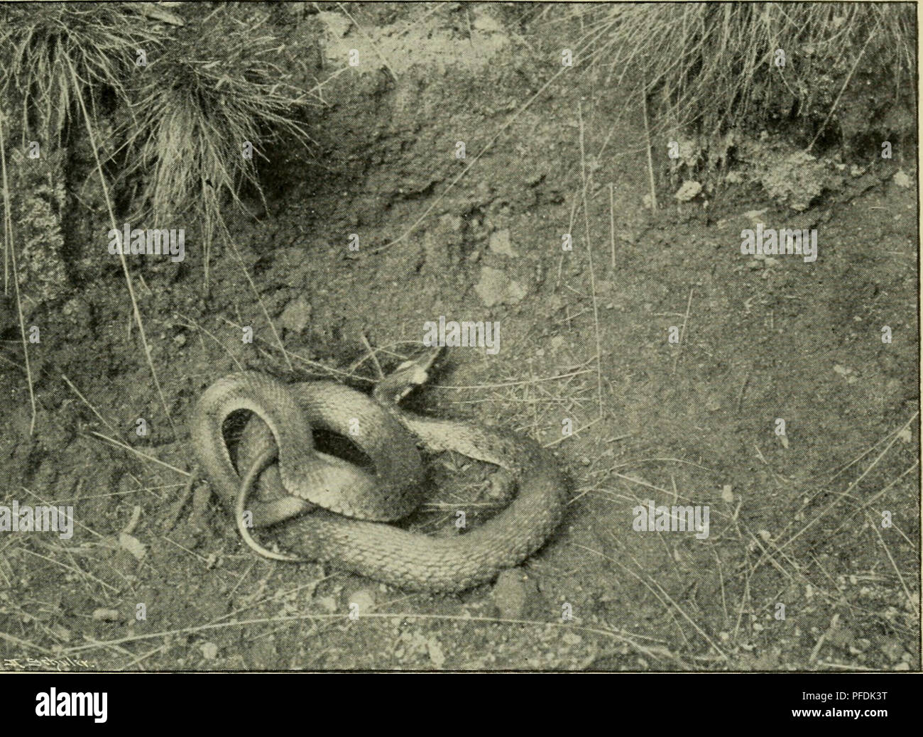 This work on reptiles and amphibians in German-speaking regions ...