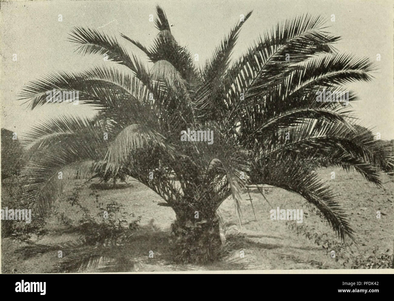 This catalog provides detailed descriptions of various deciduous fruit ...