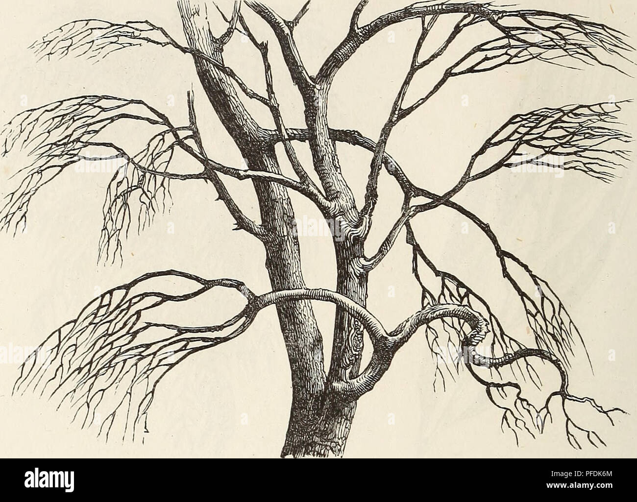 Baum steigt hi-res stock photography and images - Alamy