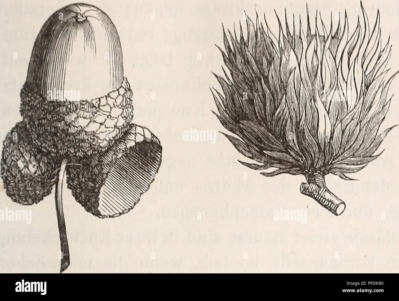 This text focuses on the study of trees, particularly their physiology ...