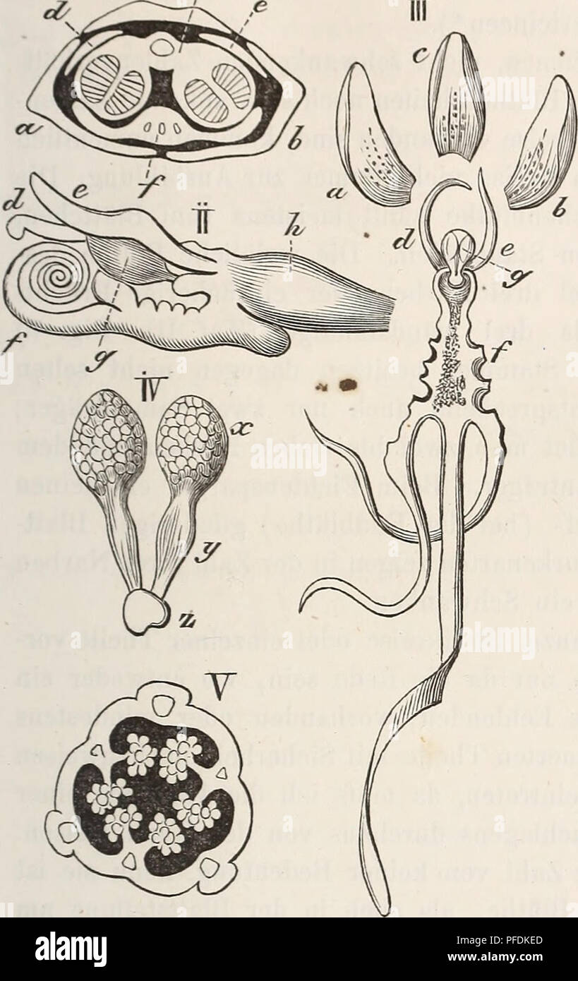 This image from a botanical study focuses on the physiology of trees ...