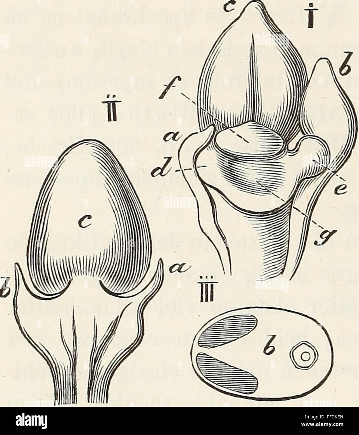 Bractee hi-res stock photography and images - Alamy