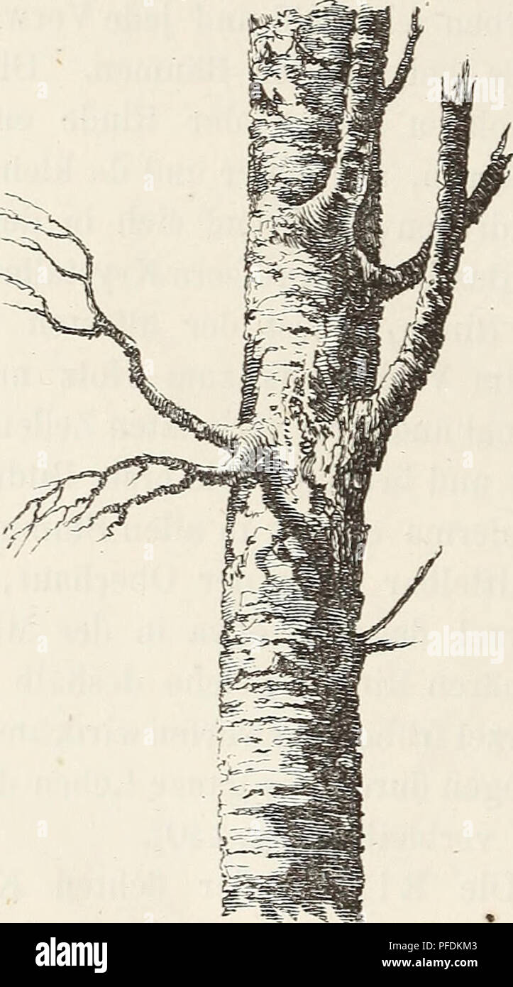 Baum unter rinde hi-res stock photography and images - Alamy