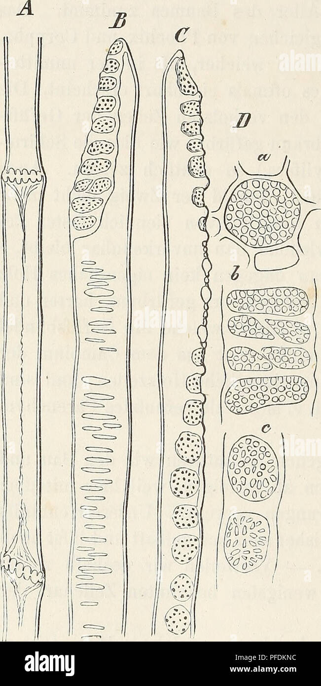 A study of tree physiology, detailing the structure and function of ...