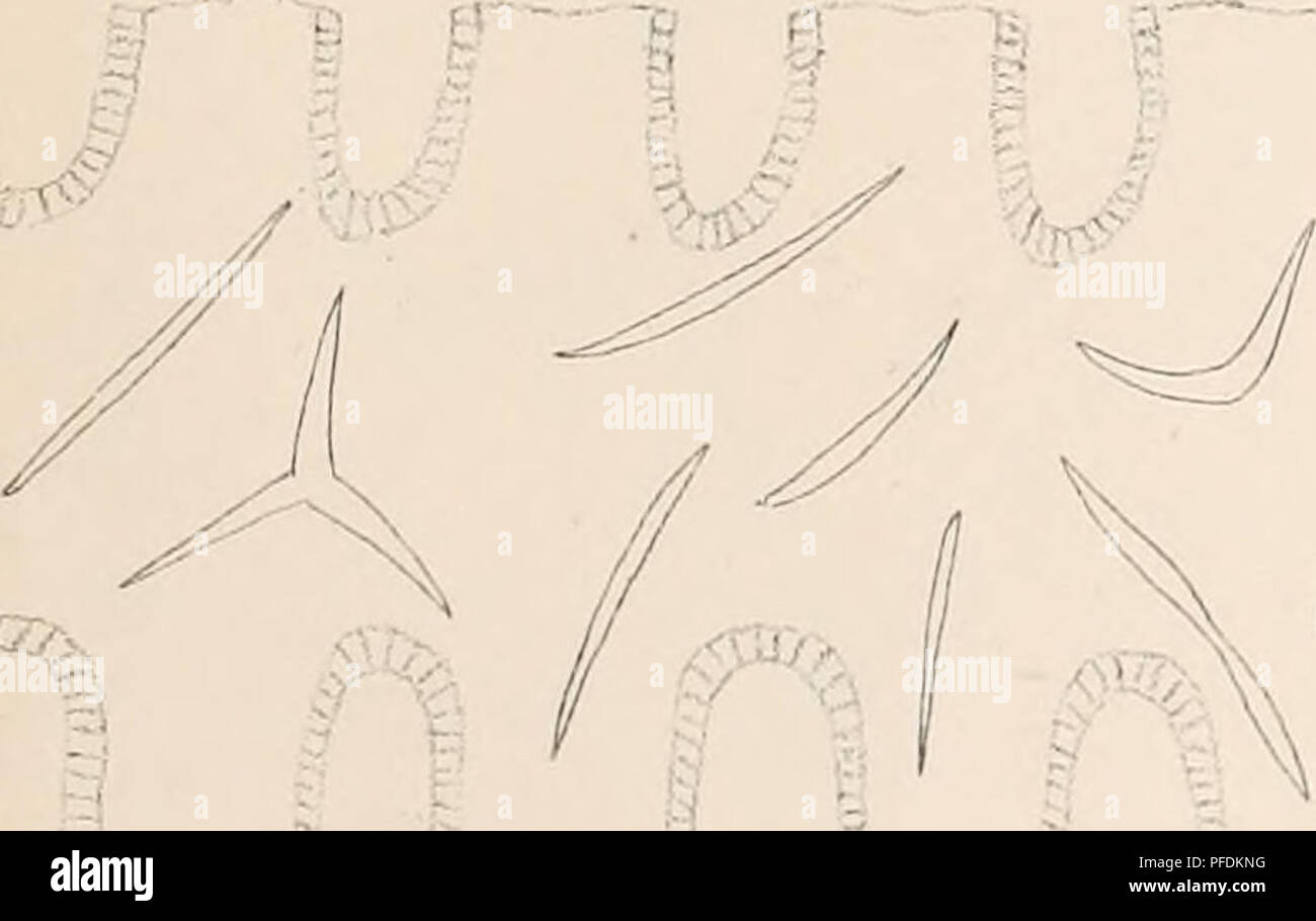 This catalog presents detailed descriptions of Tunicata species from ...
