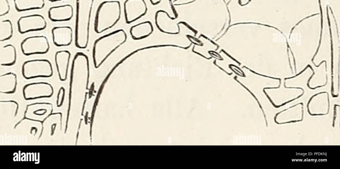 This work on trees and plant physiology focuses on the structure of ...