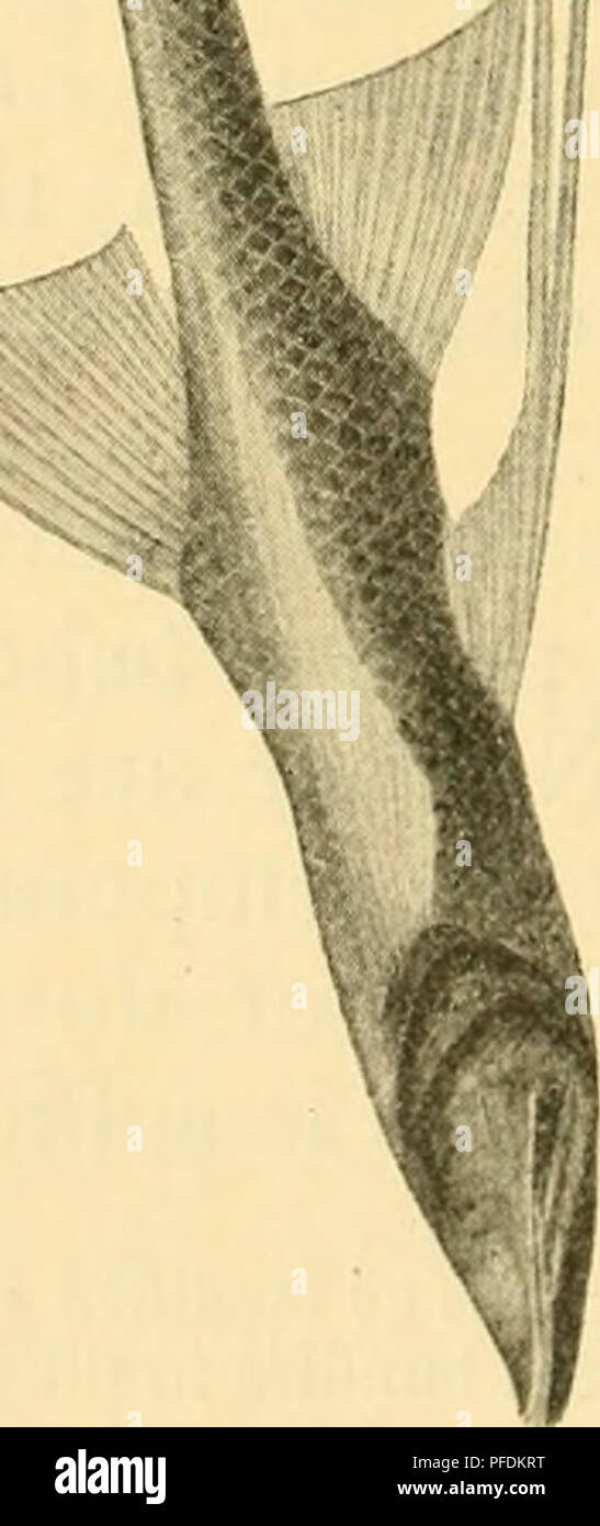 Deep sea fish large eyes hi-res stock photography and images - Alamy