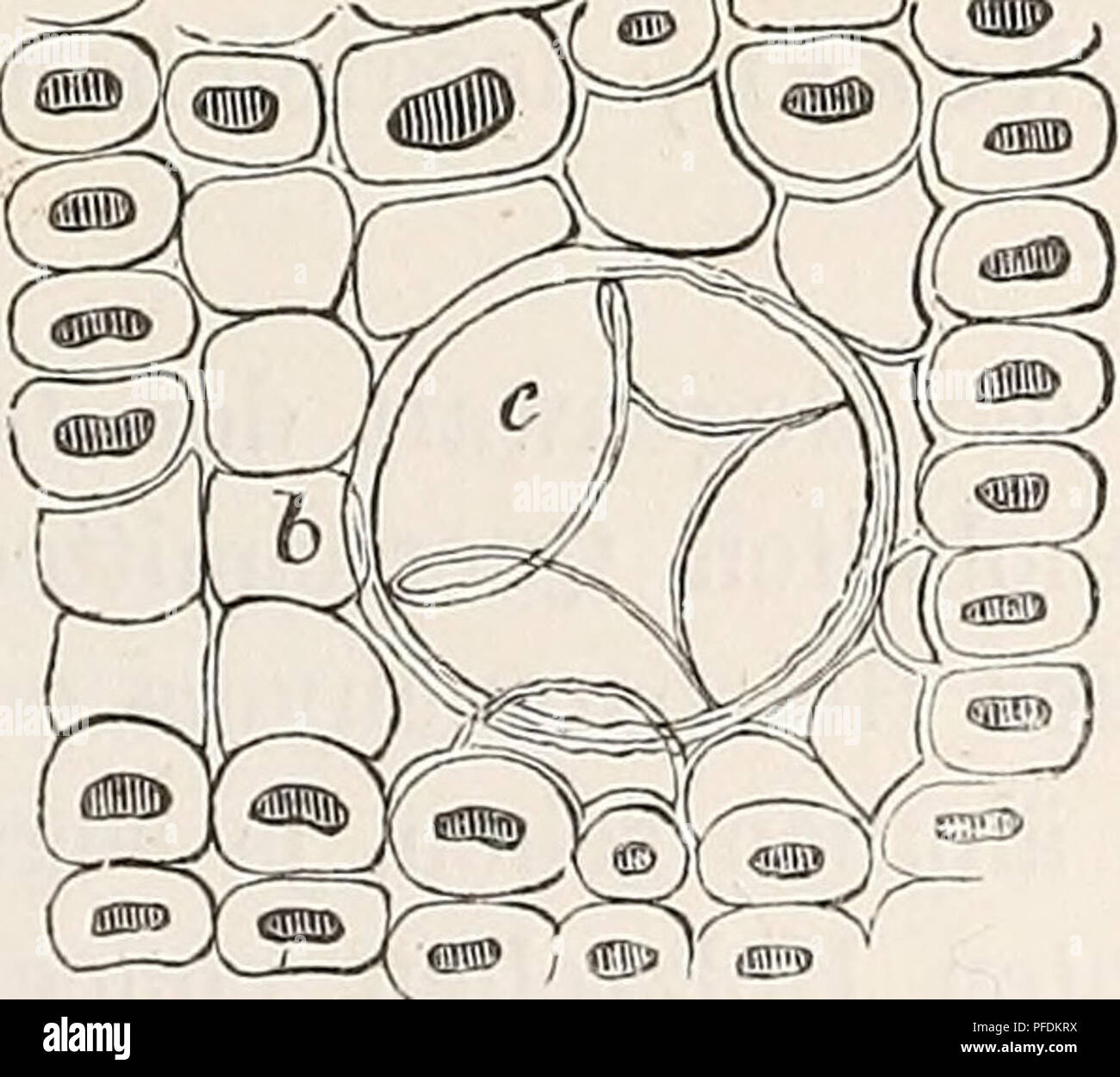 This work explores tree physiology, focusing on the structure and ...