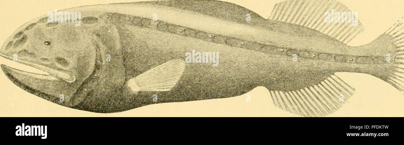 Abyssal fishes hi-res stock photography and images - Alamy