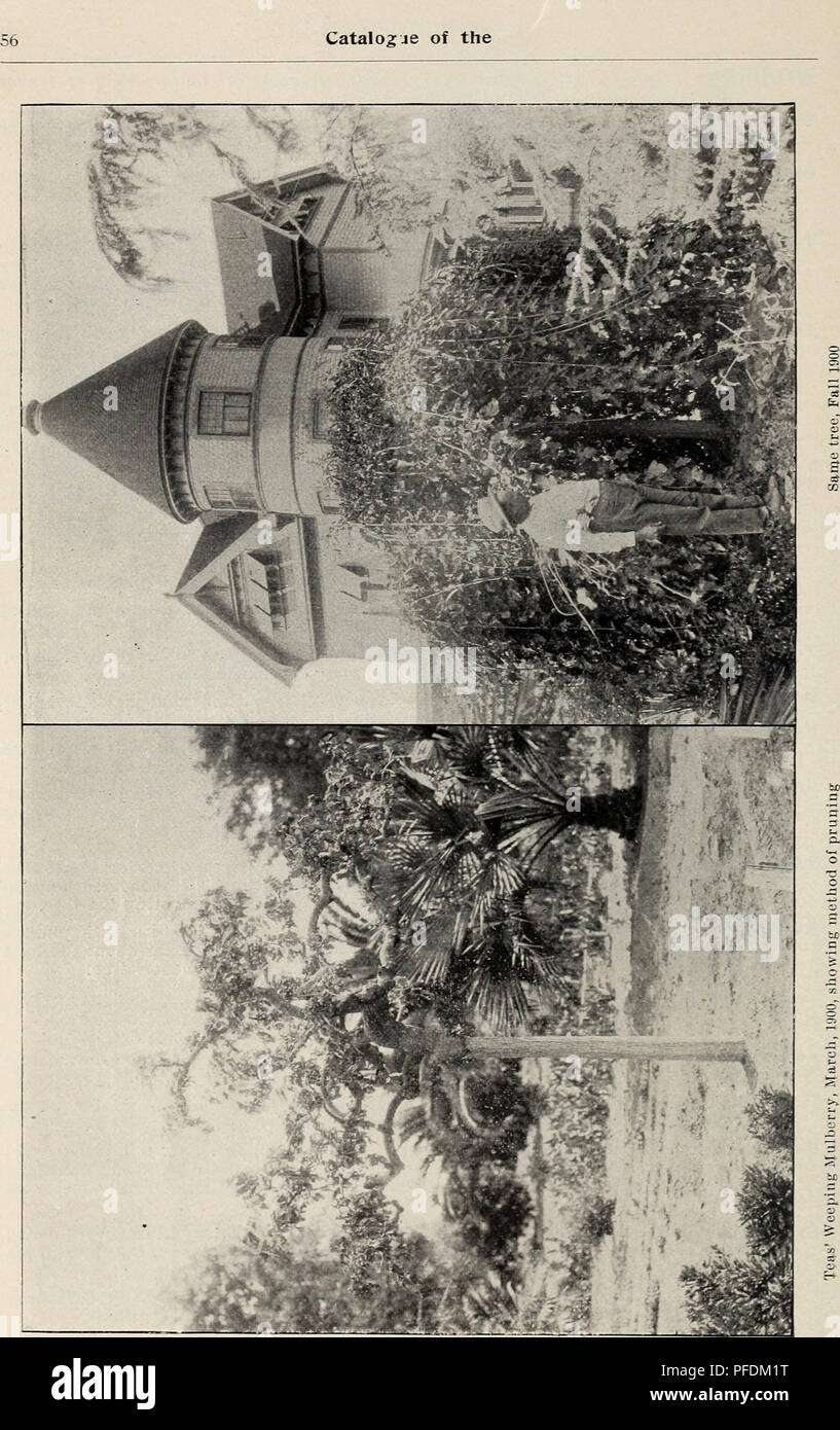 A detailed catalogue describing various deciduous fruit trees, citrus ...