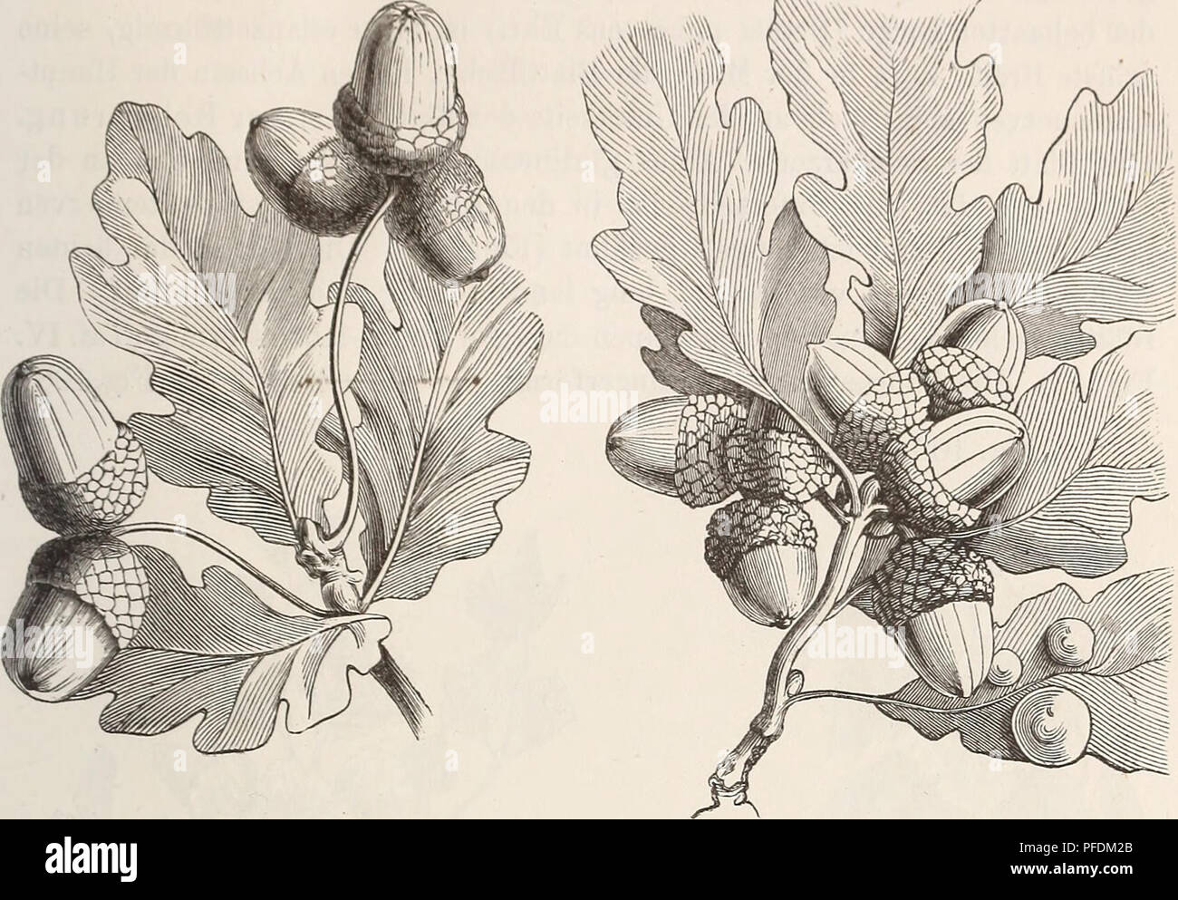 This work on tree physiology provides insights into the structure of ...