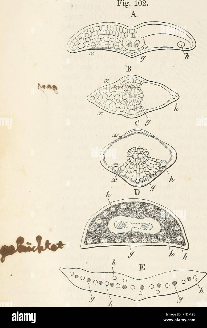 This text explores the physiology of trees, particularly the needle ...