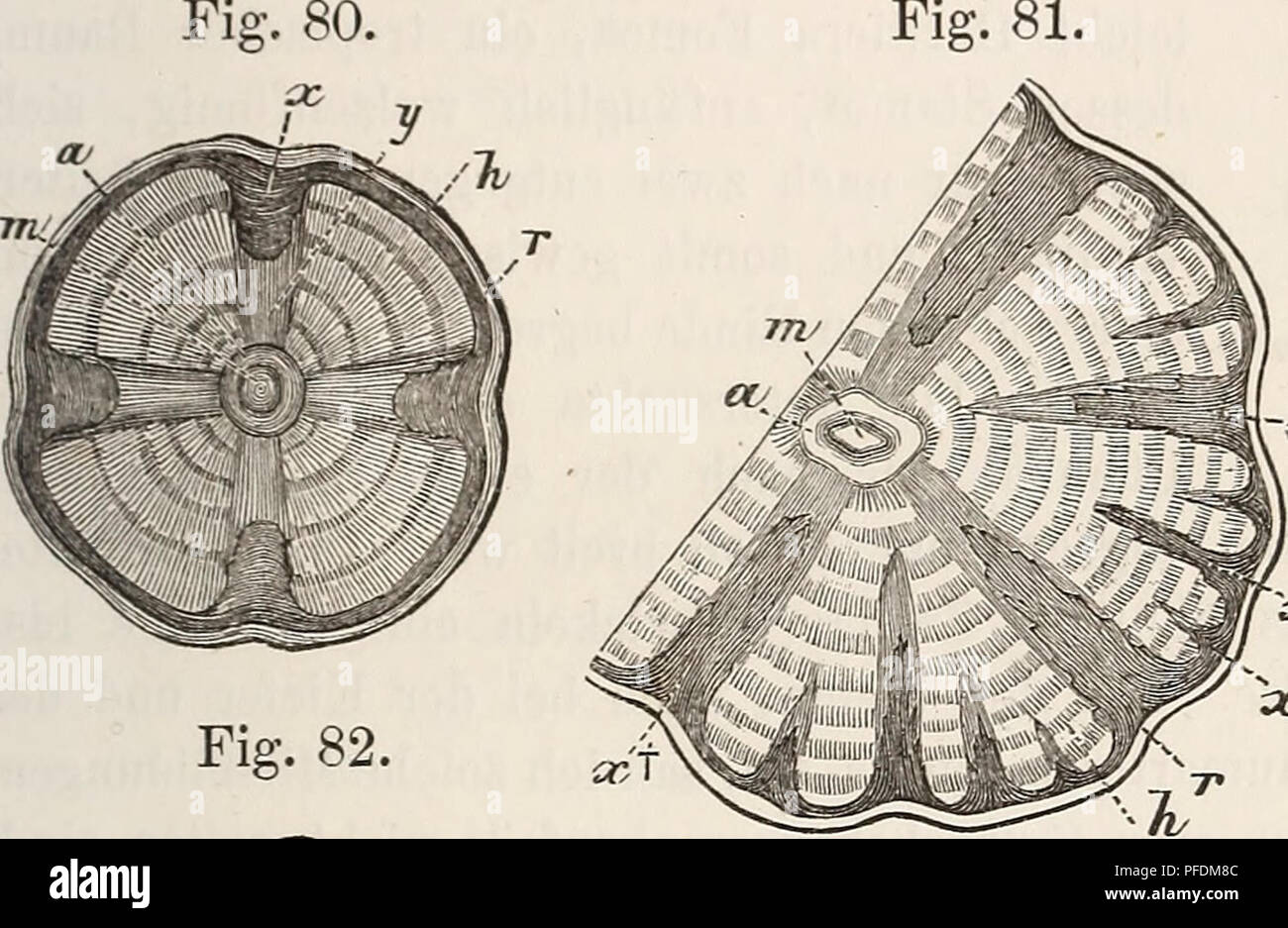 This work discusses the physiology and growth patterns of trees ...
