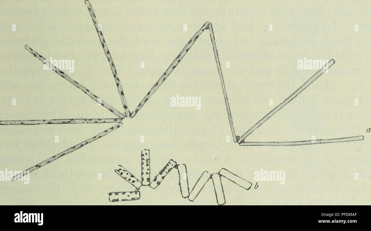 Thalassiothrix hi-res stock photography and images - Alamy