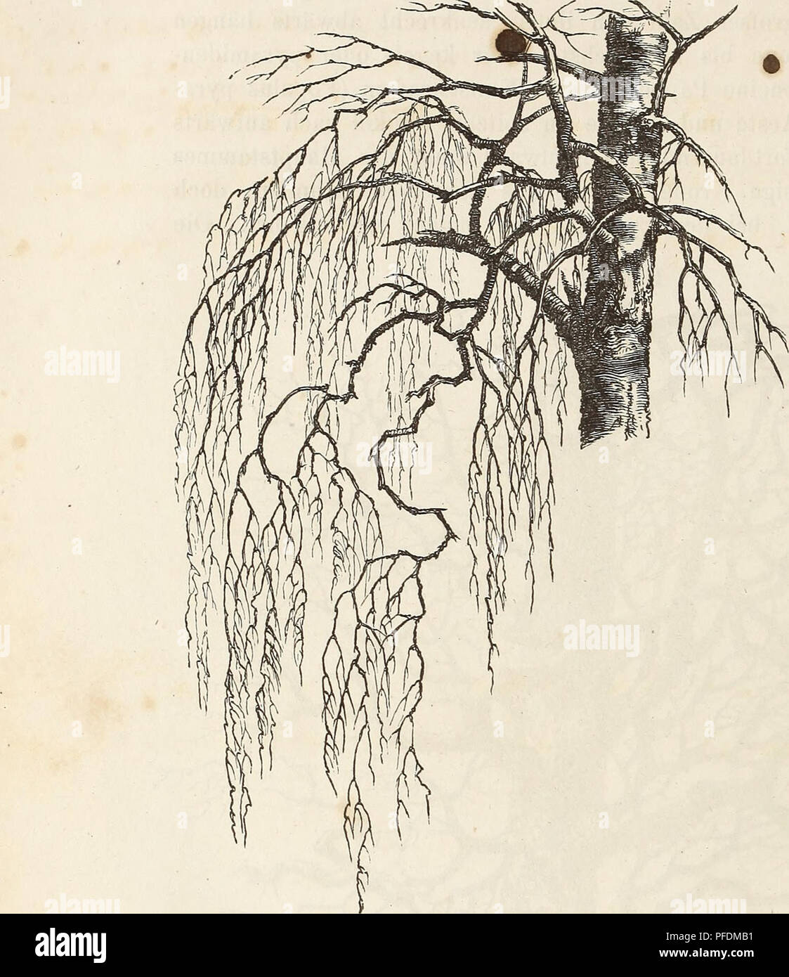 This work on trees focuses on their physiological traits, including ...