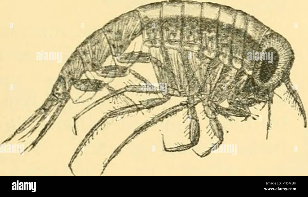 Phronima hi-res stock photography and images - Alamy