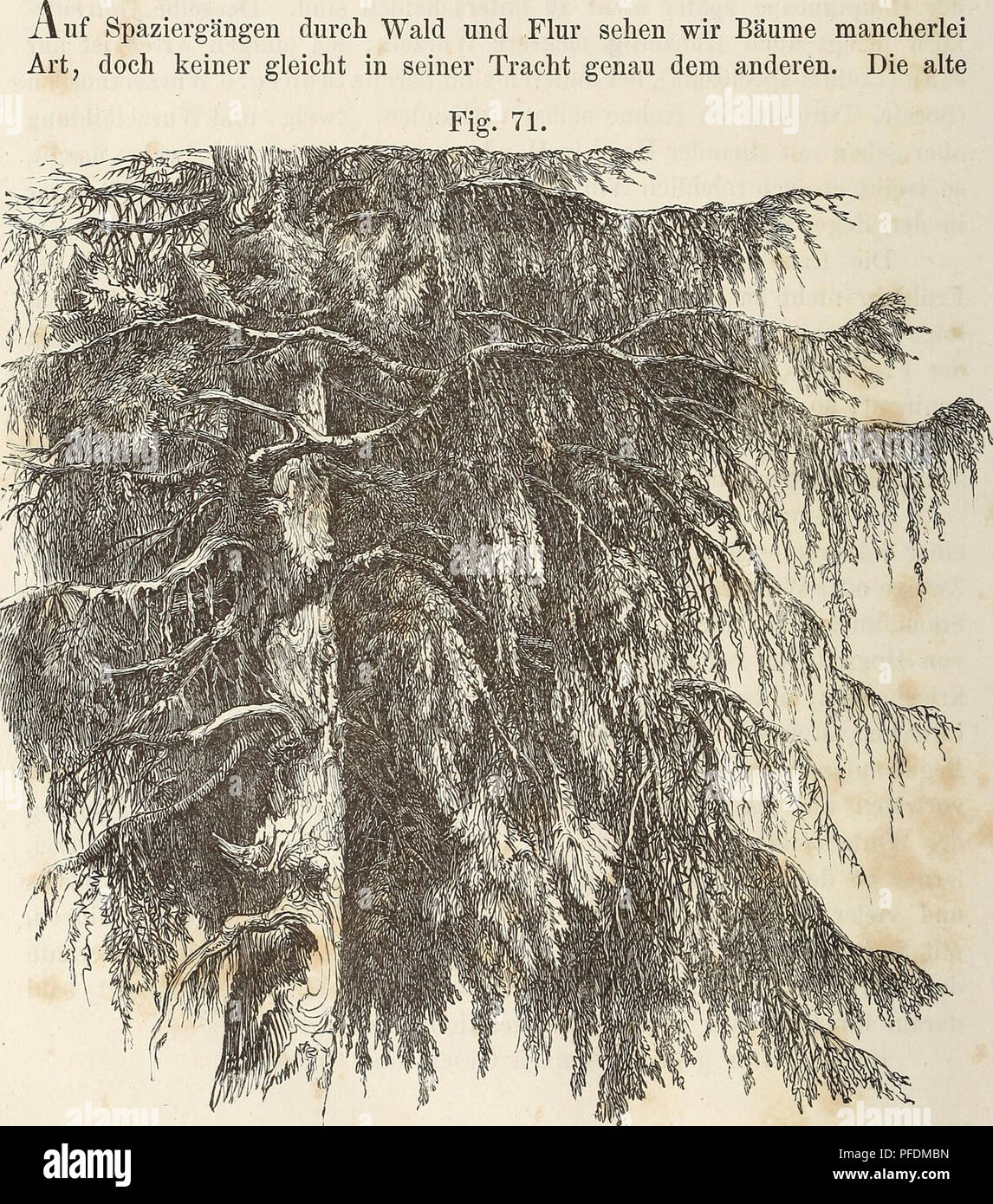 . Der baum. Trees; Plant physiology. IV. Der Stamm und die Zweige.. Fig ...