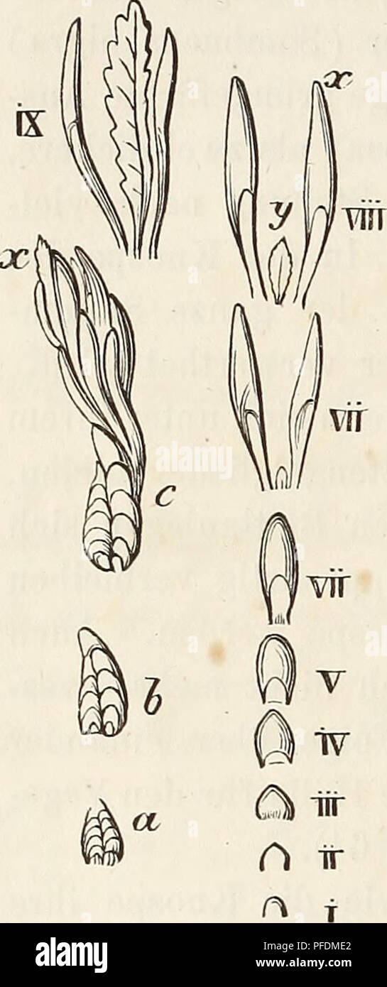 This botanical text focuses on the physiological development of trees ...
