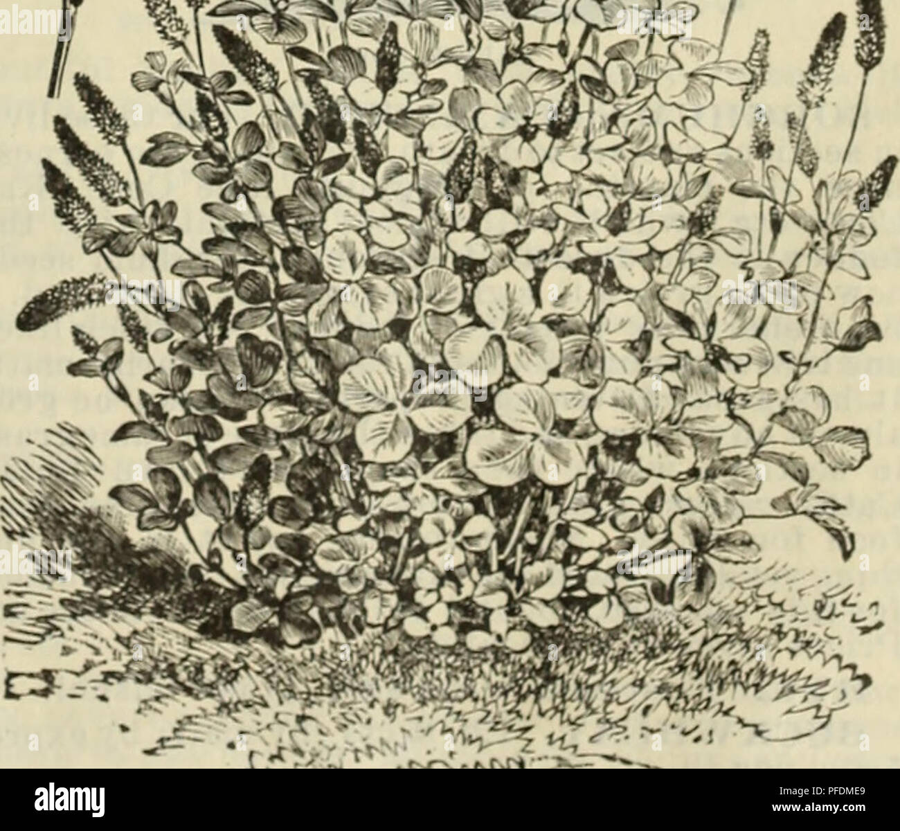 This catalog from Baker Bros. Nursery in Fort Worth, Texas, provides ...