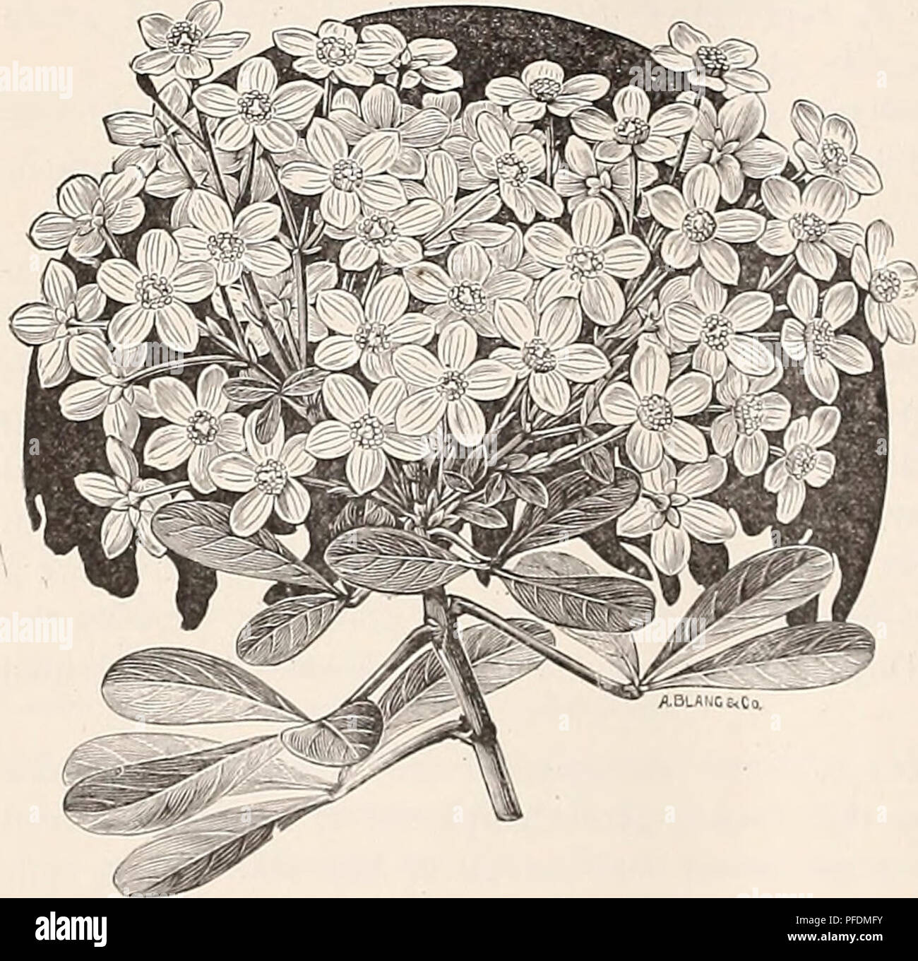 . Descriptive catalogue of deciduous and evergreen ornamental trees ...