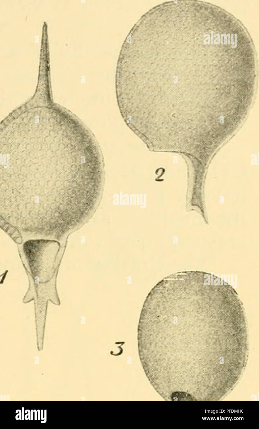 This work details oceanographic research conducted aboard the *Michael ...